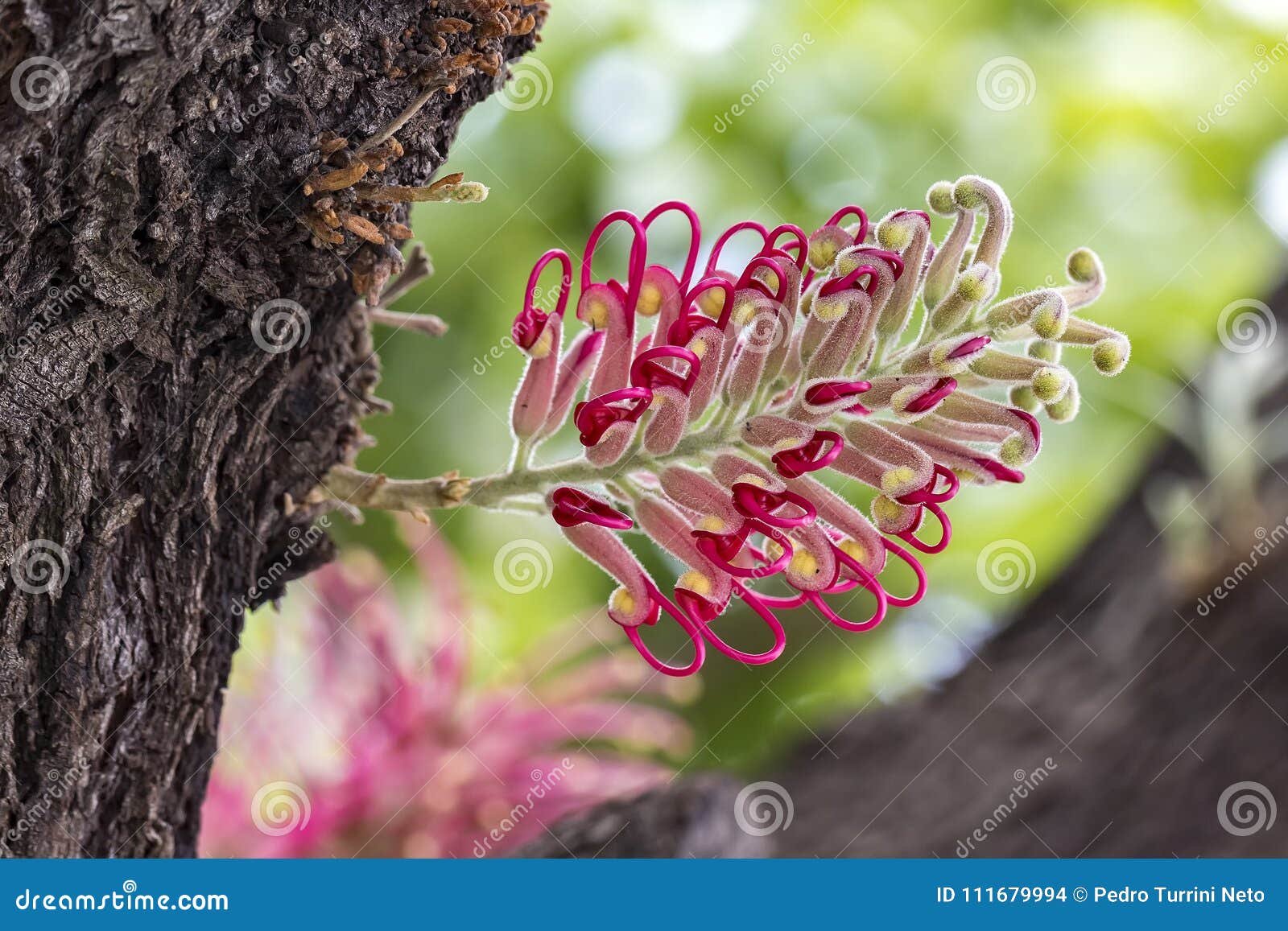 Exotic Pink Flower on Tree Trunk Stock Photo - Image of outdoor, floral ...