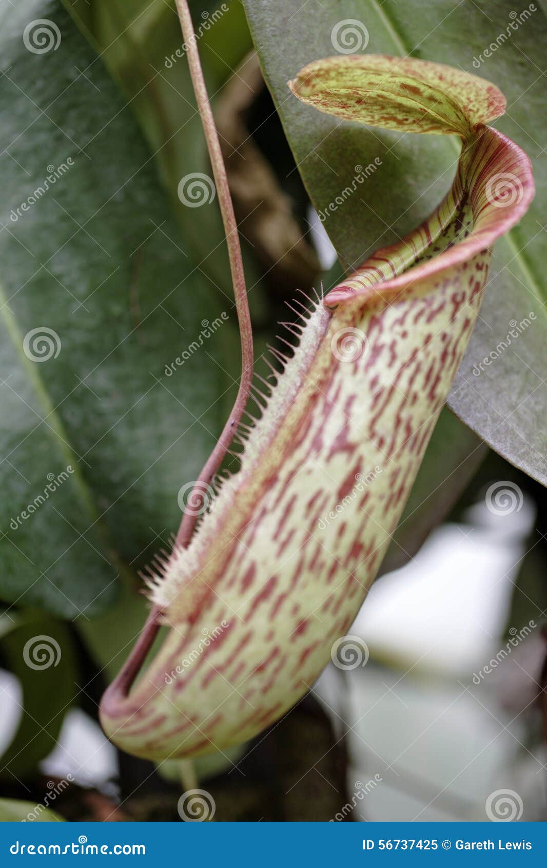 Exotic Pitcher Plant stock image. Image of pitfall, nature - 56737425