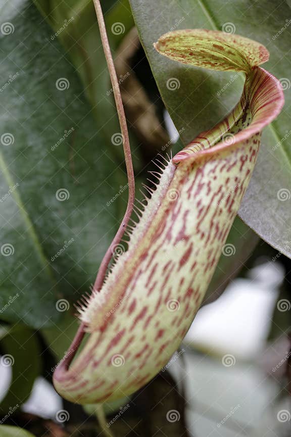 Exotic Pitcher Plant stock image. Image of pitfall, nature - 56737425
