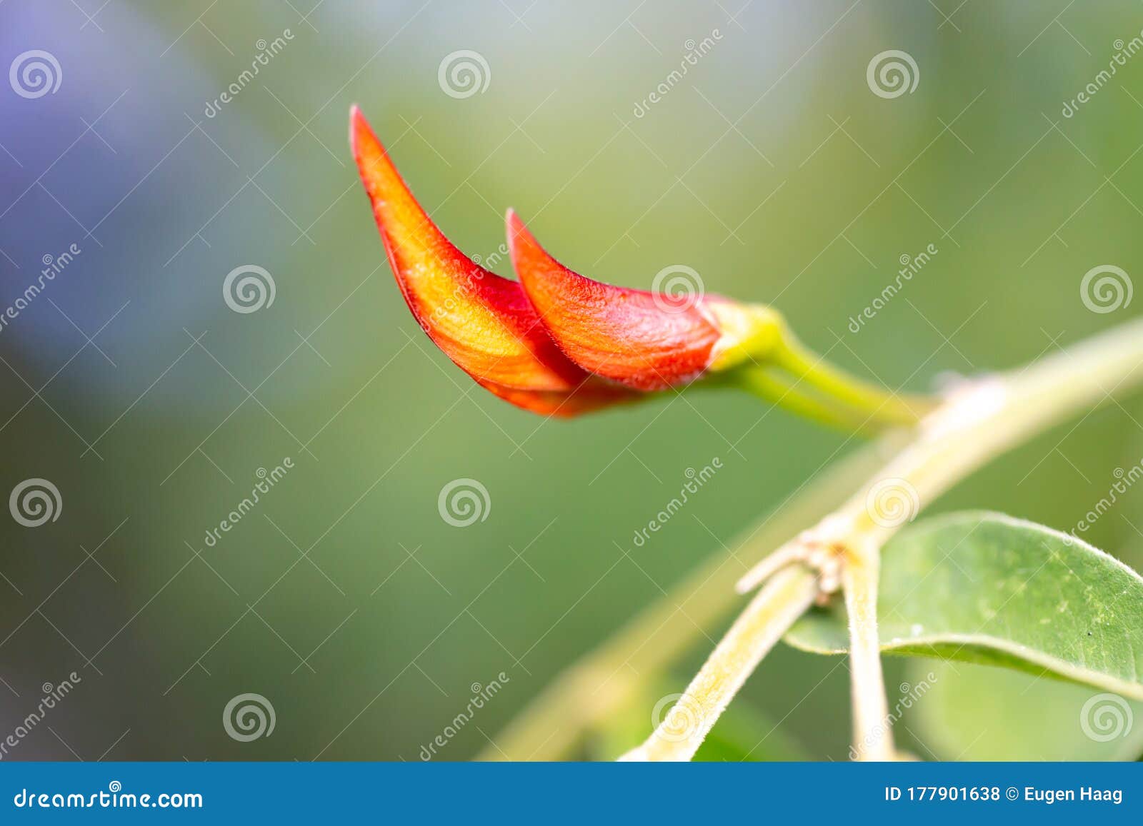 An Exotic Plant with a Beautiful Red Bud Stock Photo - Image of botany ...