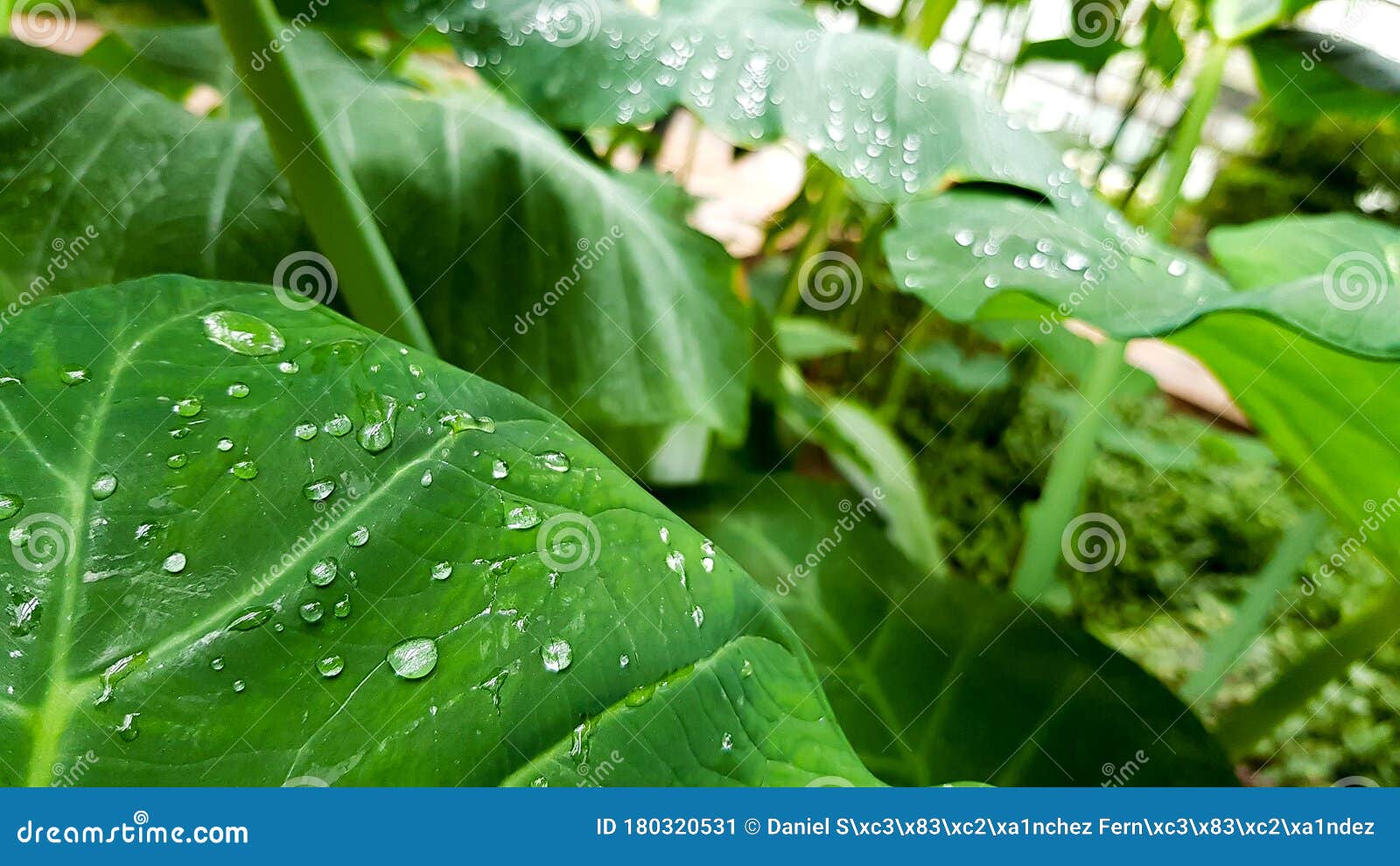 Exotic plant with drops stock image. Image of nature - 180320531