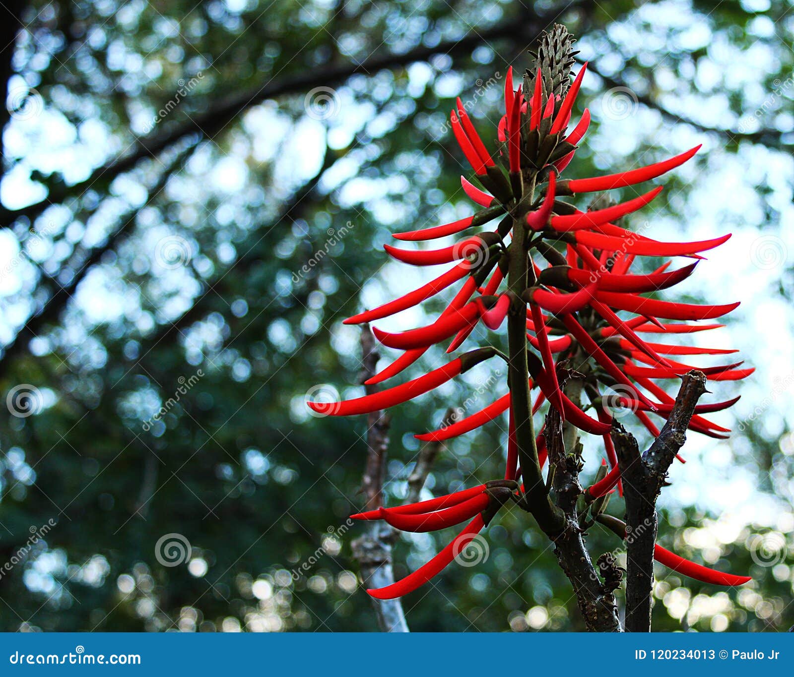 Plant of red tips. stock image. Image of plant, botany - 120234013