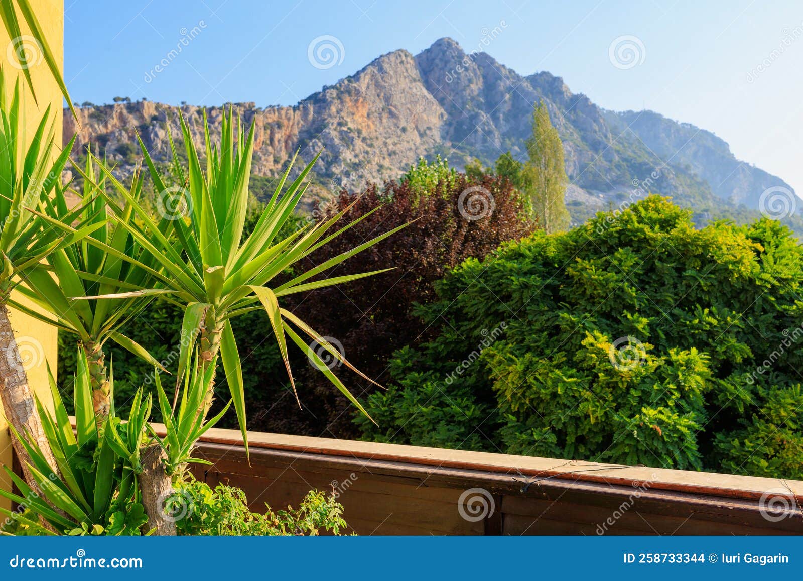 Exotic Plant in the Resort Area. Background with Copy Space Stock Photo ...