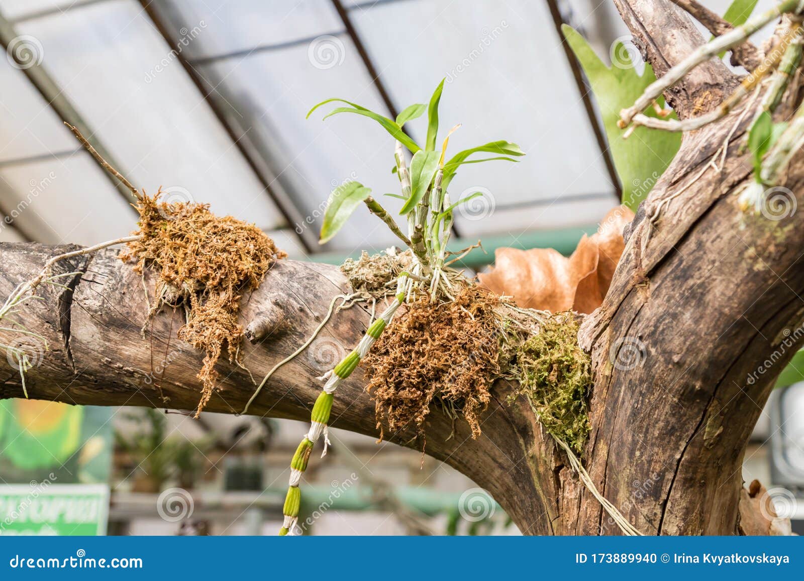 Exotic Plant Roots on a Tree Stock Photo - Image of natural, plant ...