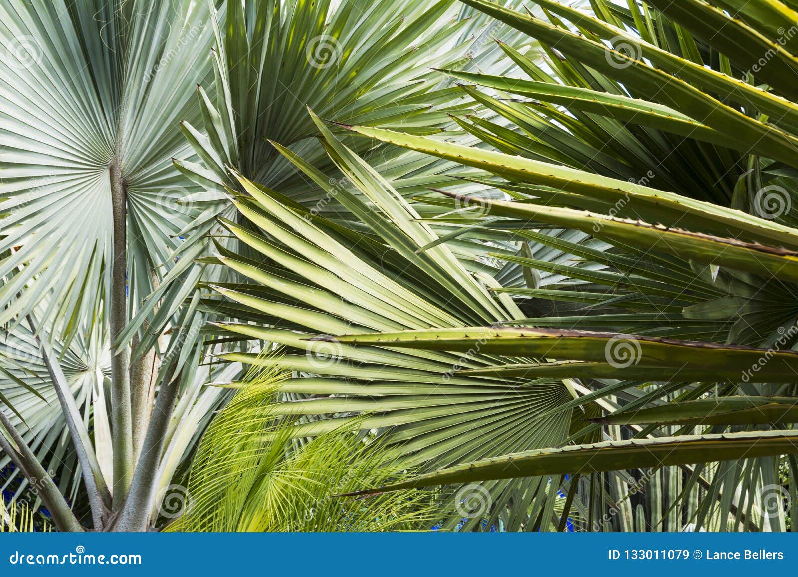 Exotic Plants at Gardens in Marrakesh in Morocco Stock Image - Image of ...