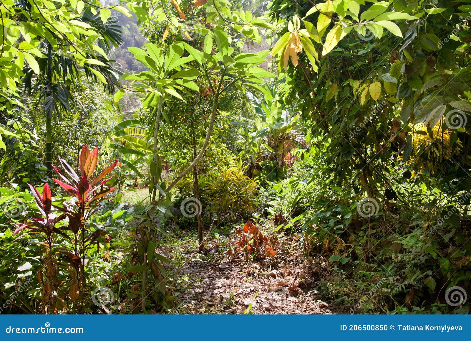 Exotic Plants in the Jungle. Ficus in the Wild Stock Photo - Image of ...