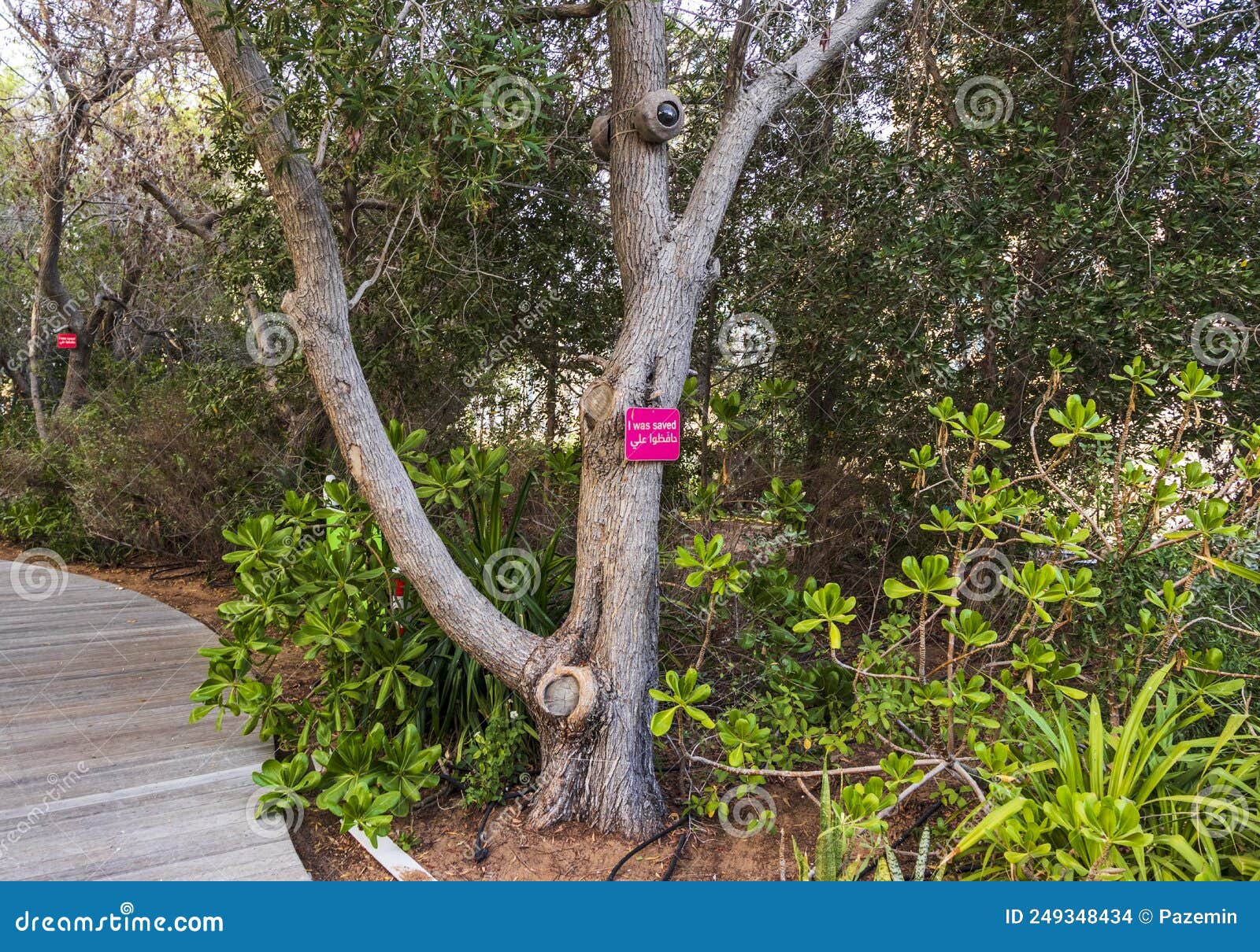 Exotic Plants and Trees in the Park. Outdoors Stock Photo - Image of ...