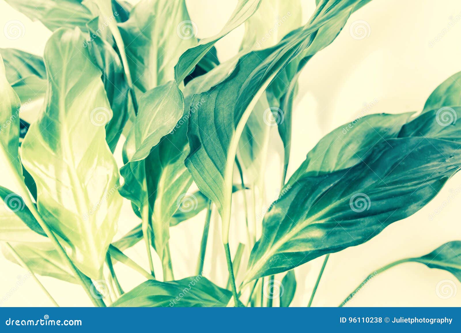 Exotic Plants White Background with Green Leaves Stock Photo - Image of ...