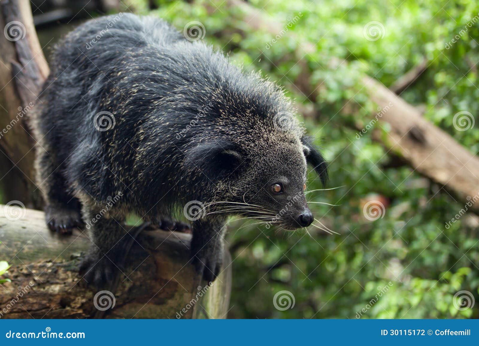 Binturong stock photo. Image of binturong, wood, environment - 30115172