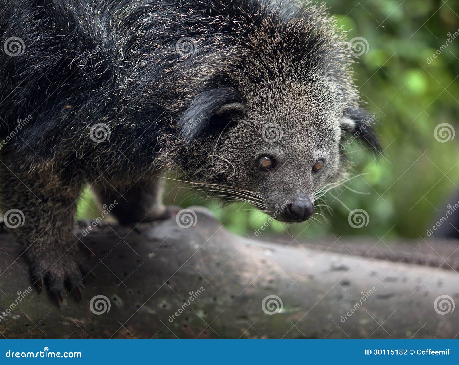 Binturong stock photo. Image of endangered, mammal, conservation - 30115182