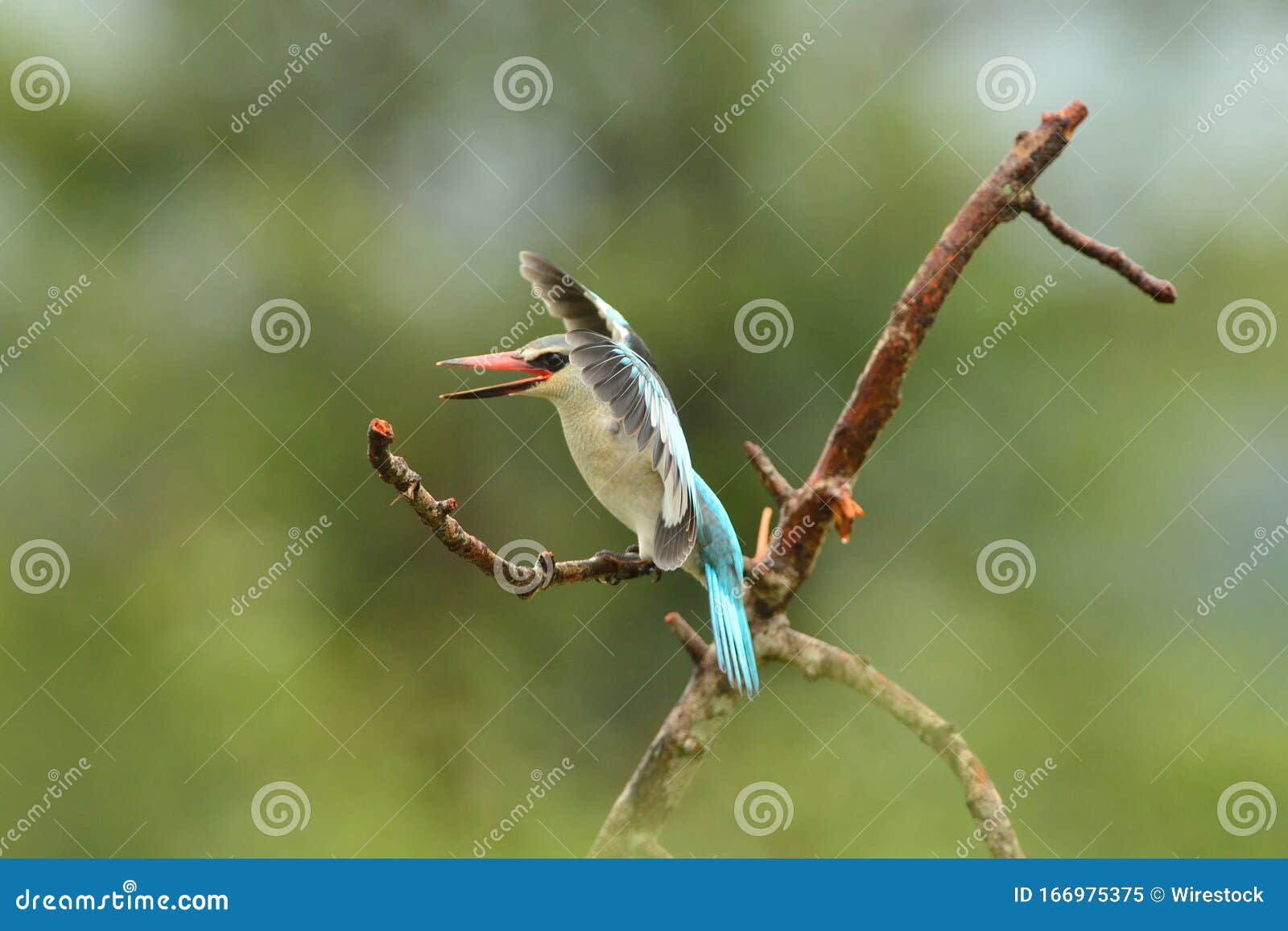 Exotic Red Beaked Bird with Open Wings on a Small Branch Stock Image ...