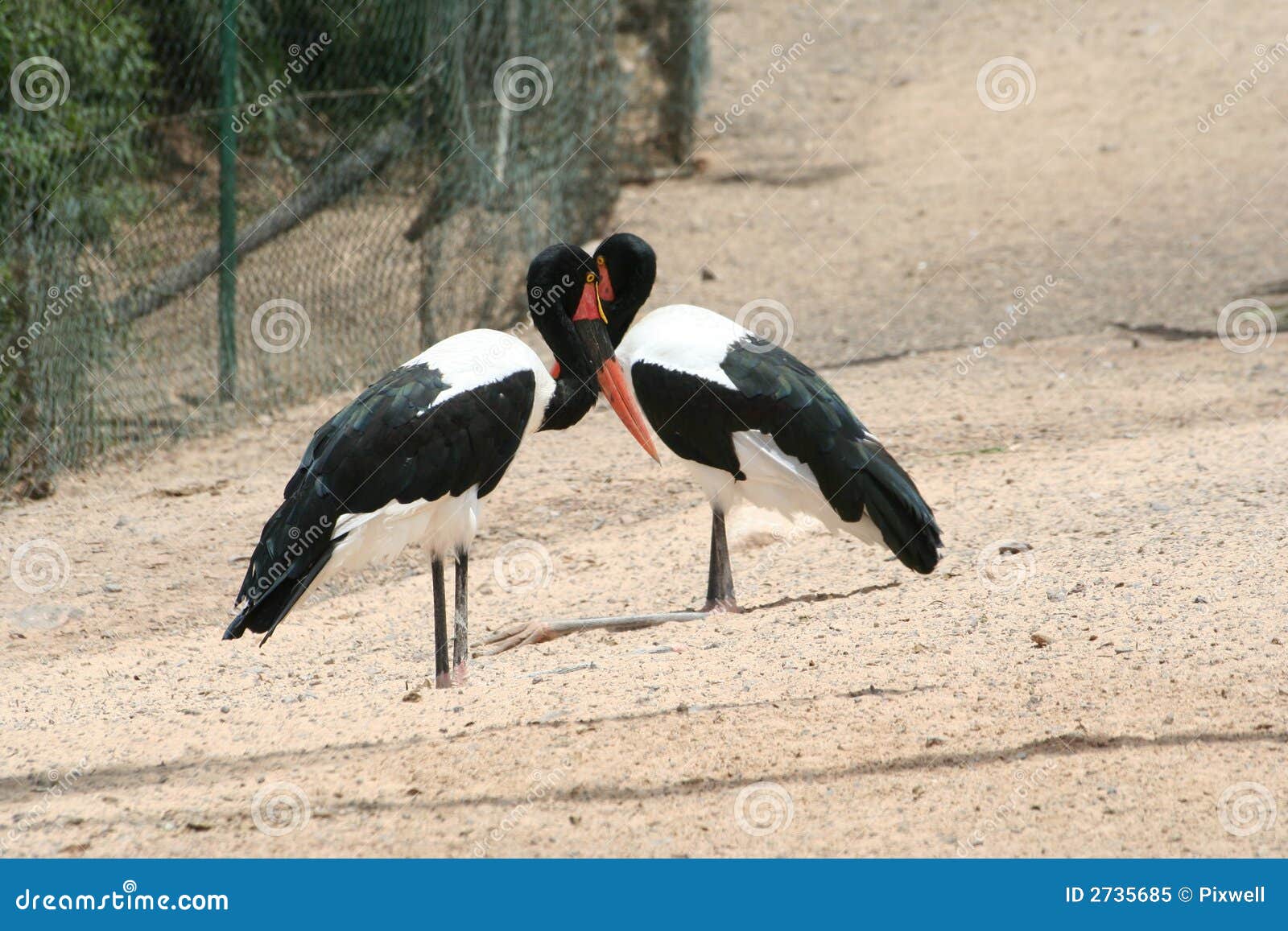 Exotic red-billed storks stock image. Image of pair, stork - 2735685