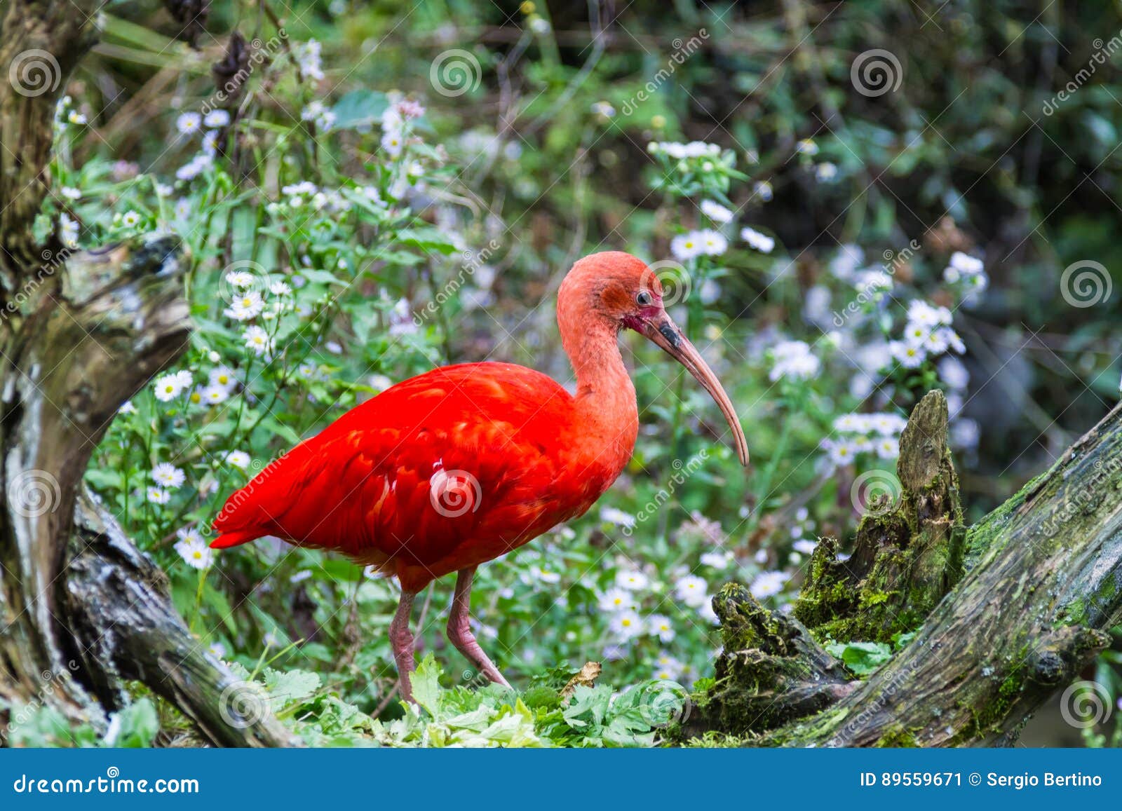 Exotic red bird stock image. Image of woods, wild, colourful - 89559671