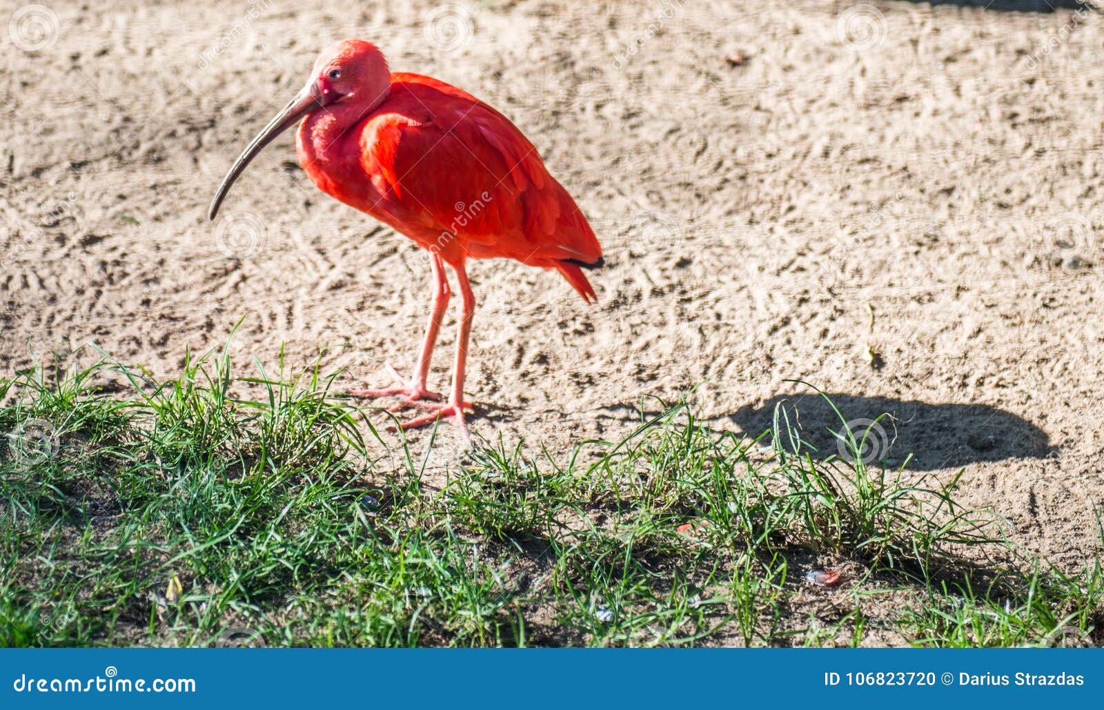 Exotic Red Bird in Zoo Jungle Stock Photo - Image of colorful, germany ...