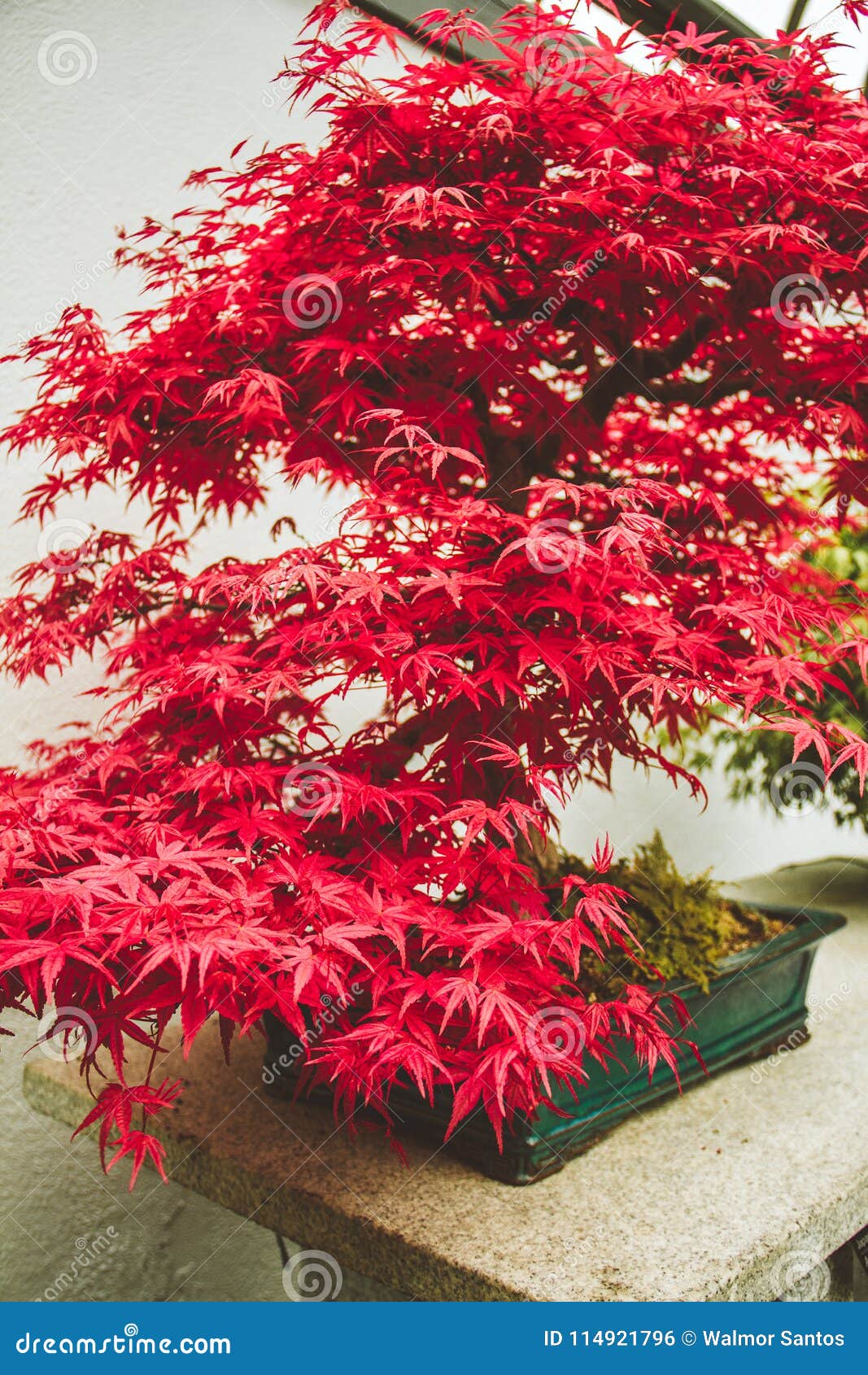 Exotic red bonsai stock photo. Image of chinese, autumn - 114921796