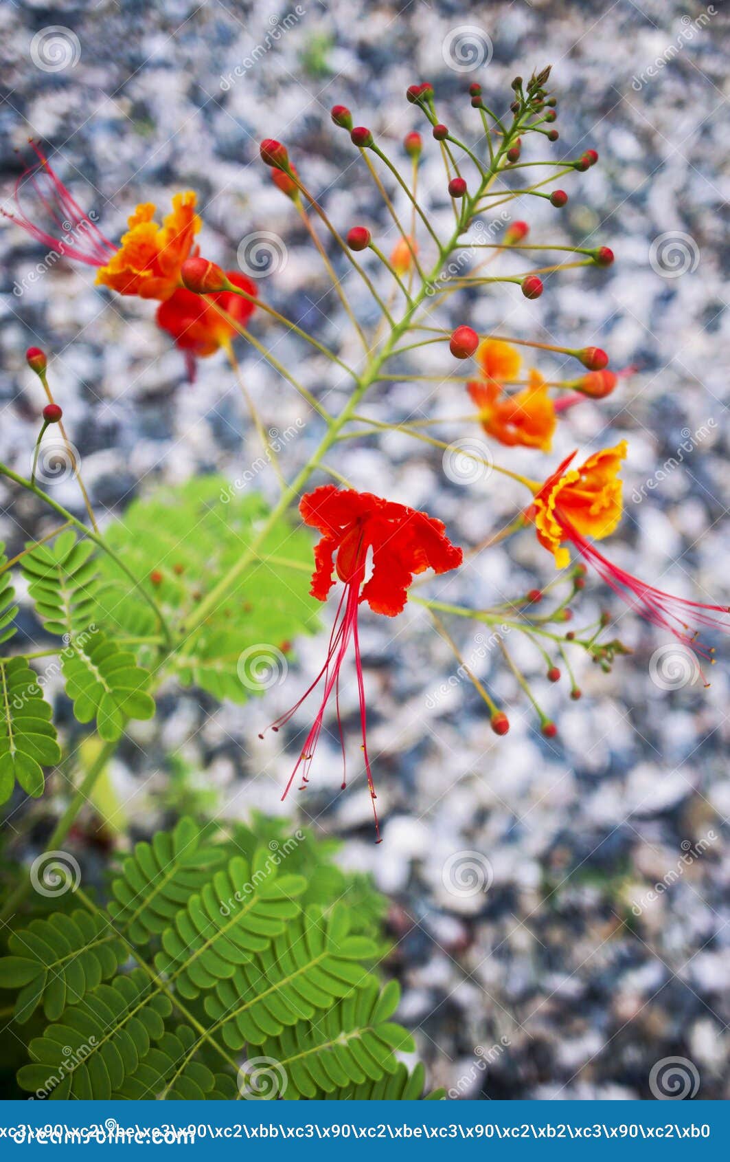 Exotic Red Flower Background Stock Image - Image of albomaculata ...