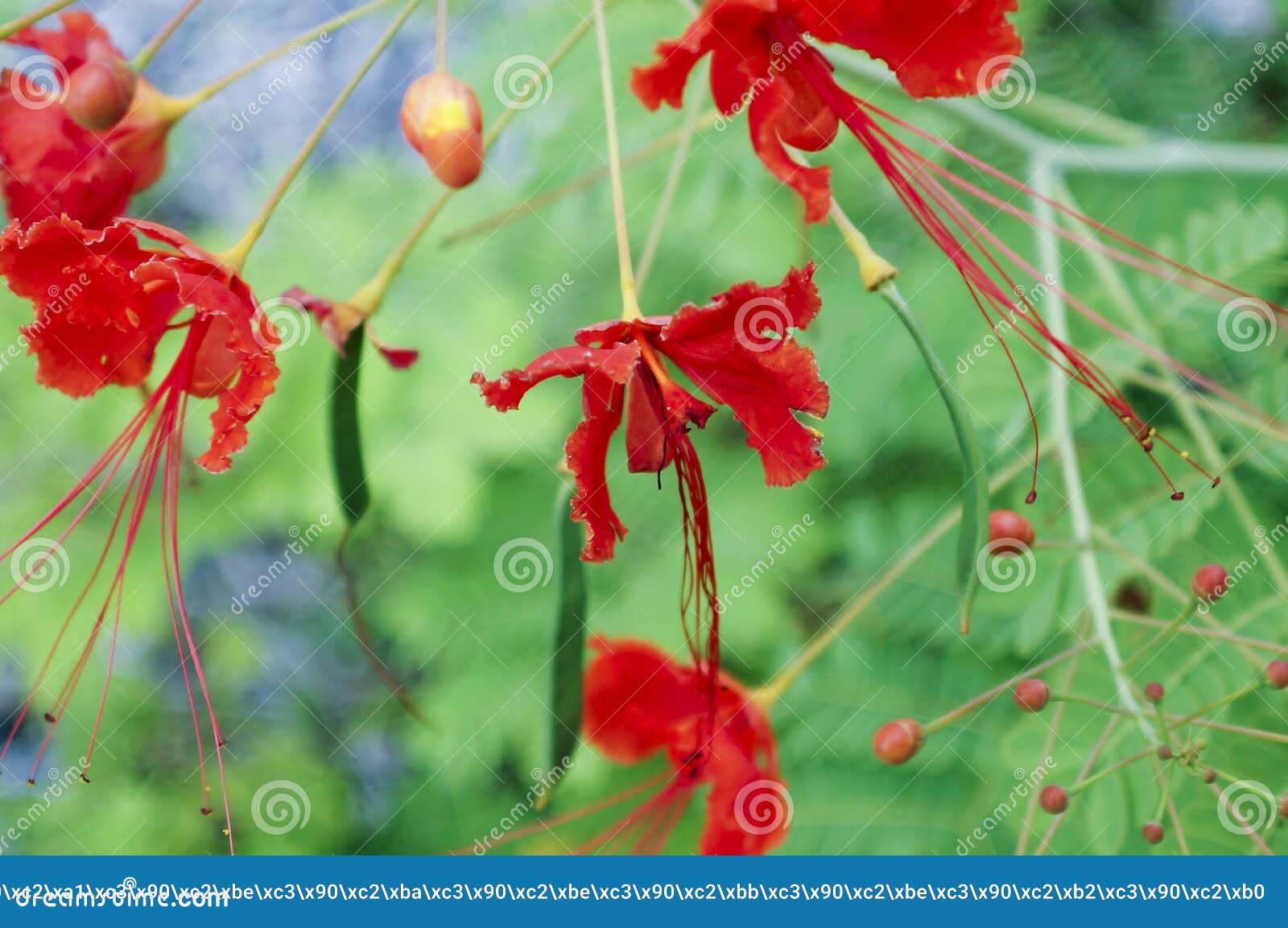 Exotic Red Flower Background Stock Photo - Image of floral, background ...