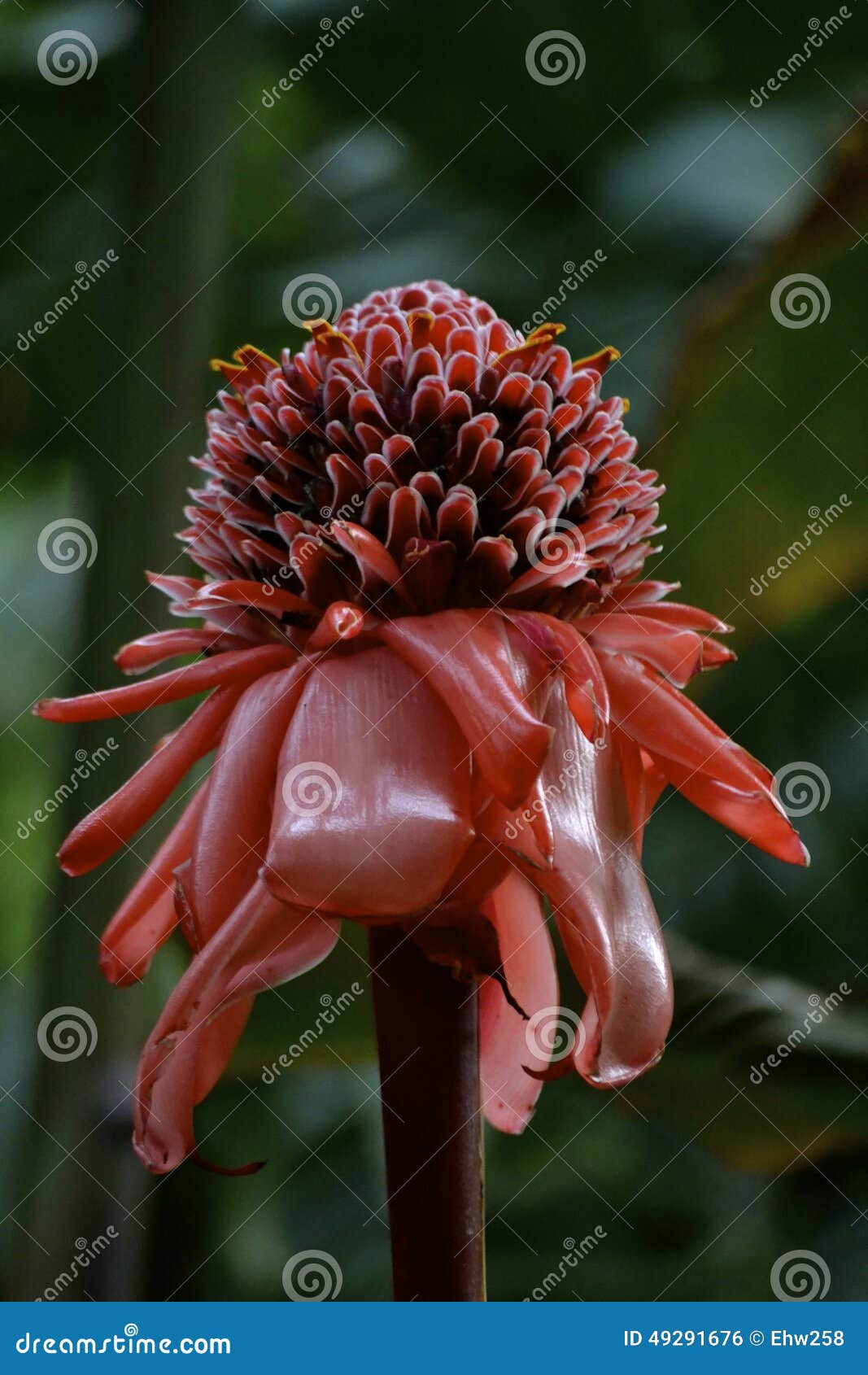 Exotic Red Flower Bloom stock photo. Image of light, tropical - 49291676