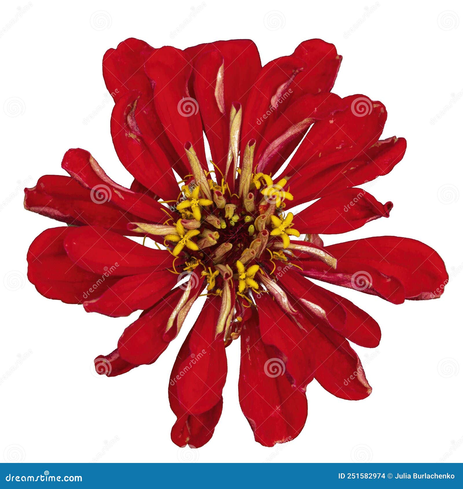 Exotic Red Flower Isolated on White Stock Photo - Image of decorative ...