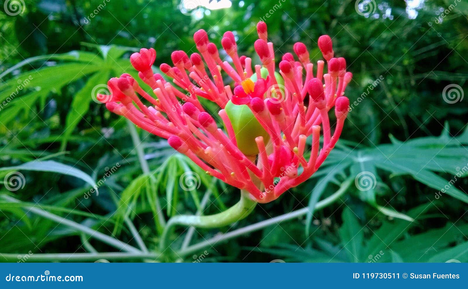 Exotic Red Flower in the Peruvian Jungle Stock Image - Image of small ...
