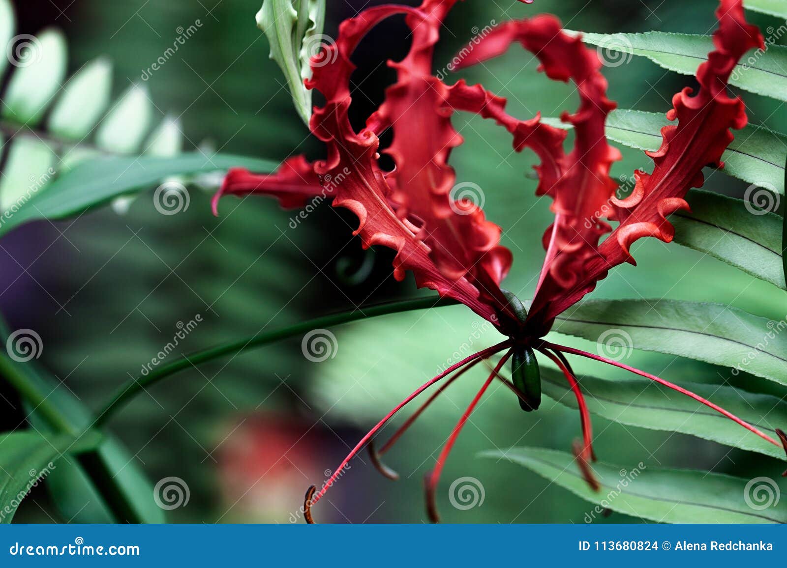 Exotic red flower stock photo. Image of flowers, color - 113680824