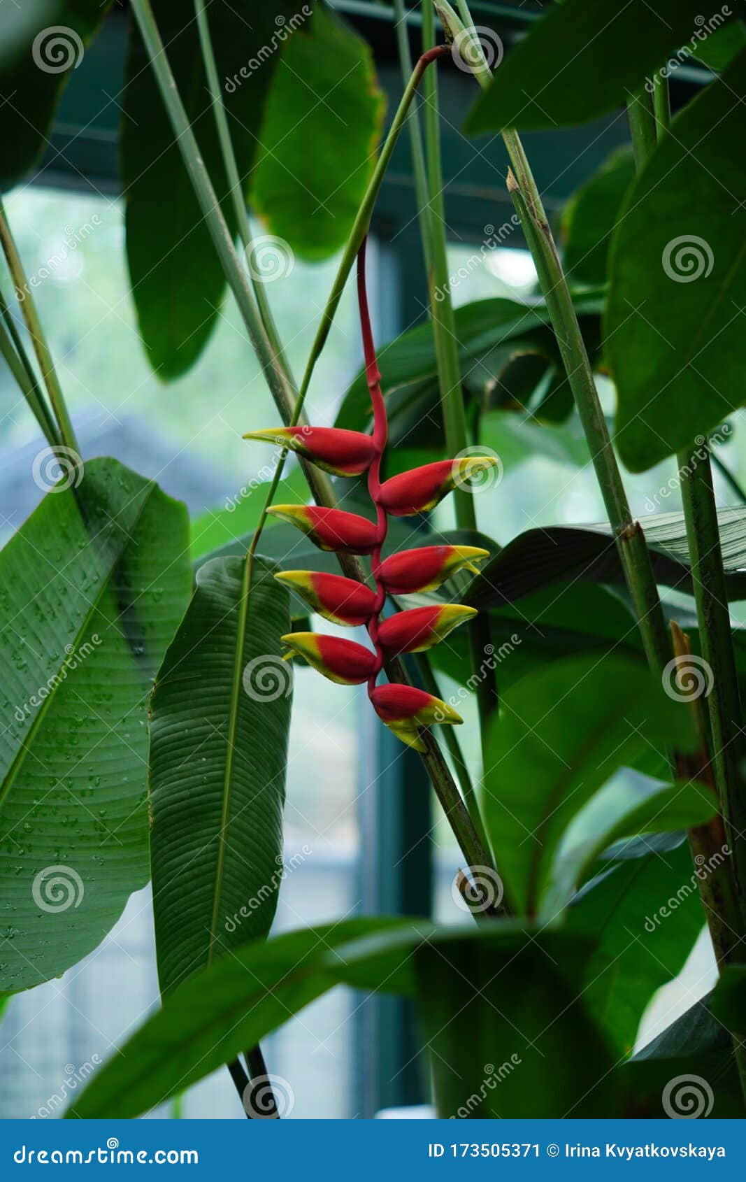 Exotic Red Heloconia Flower on Tropical Tree in the Forest Stock Image ...