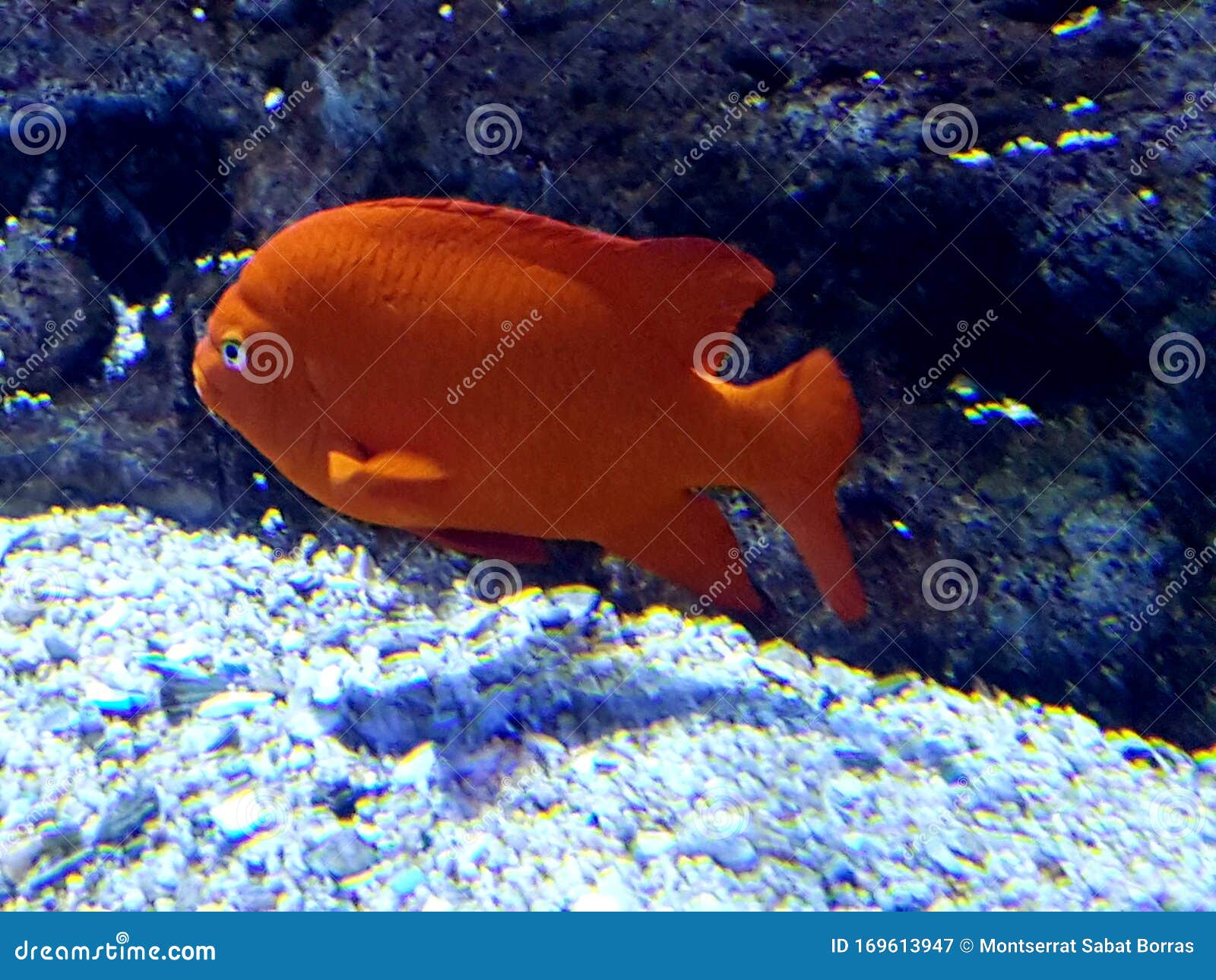 Red parrot fish exotic stock image. Image of parrot - 169613947