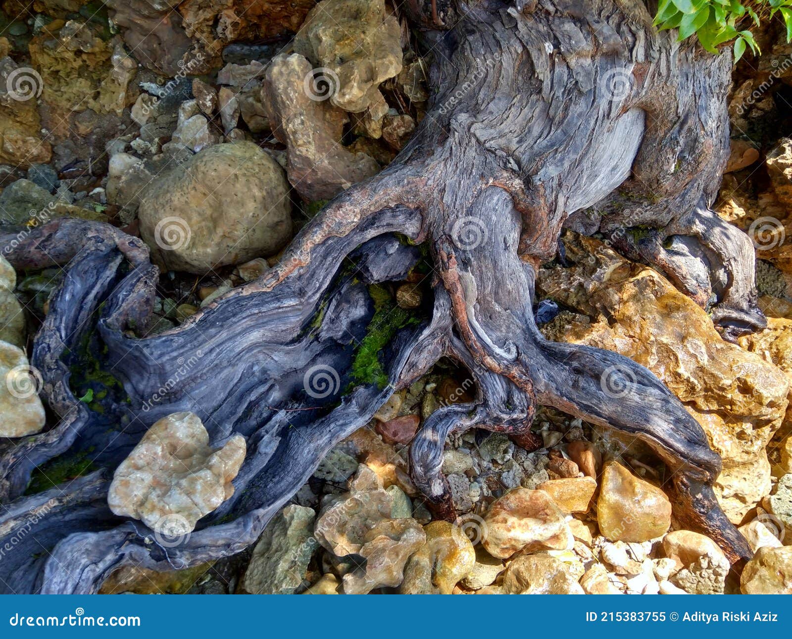 The Exotic Root on the Stone Stock Image - Image of garden, outdoor ...