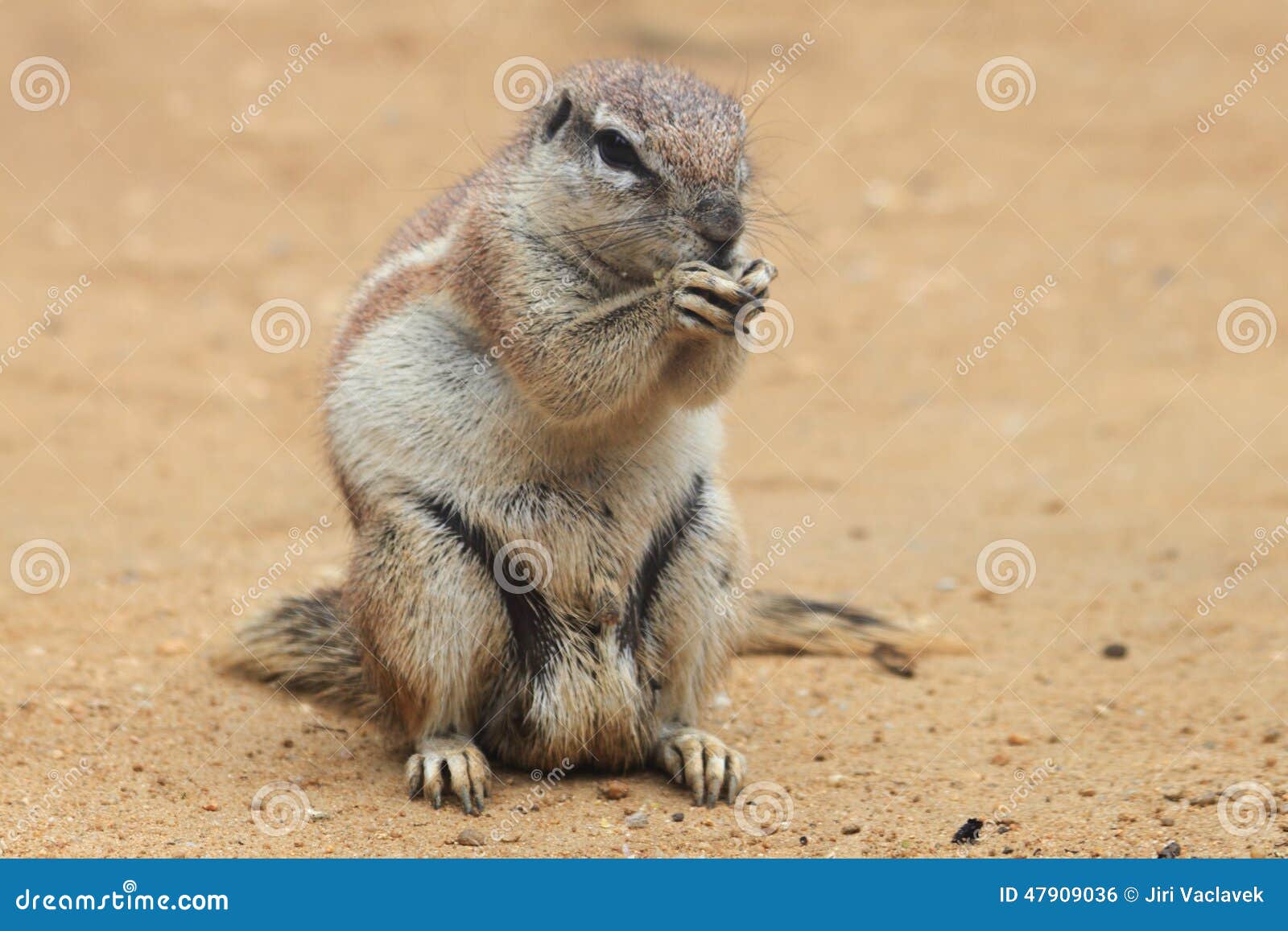 Exotic sand squirrel stock photo. Image of sand, squirrel - 47909036