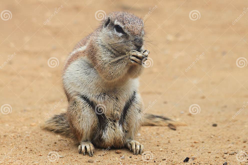 Exotic sand squirrel stock photo. Image of sand, squirrel - 47909036