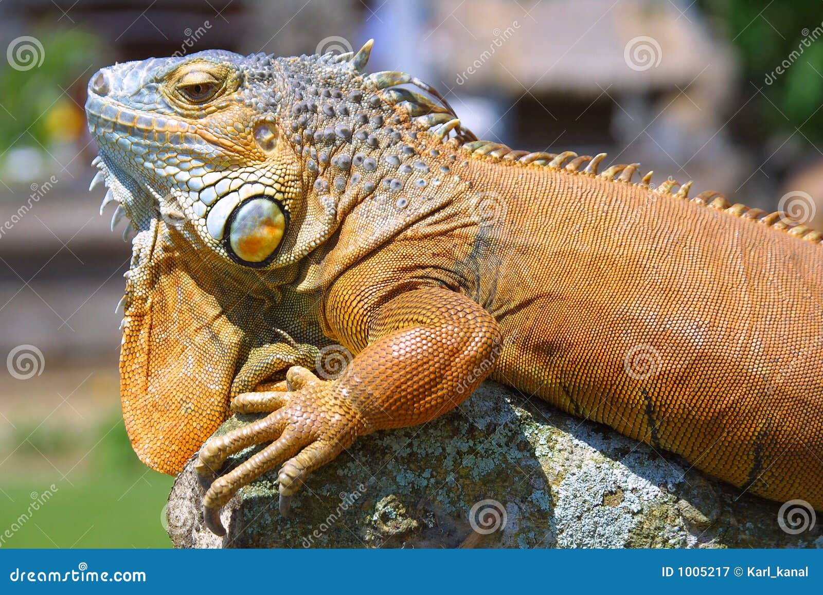 Exotic saurian stock image. Image of tier, brute, travel - 1005217