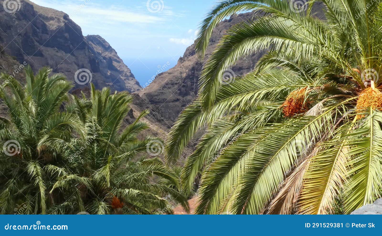 Exotic Scenery of Palm Trees and Mountains in Canary Islands Stock ...