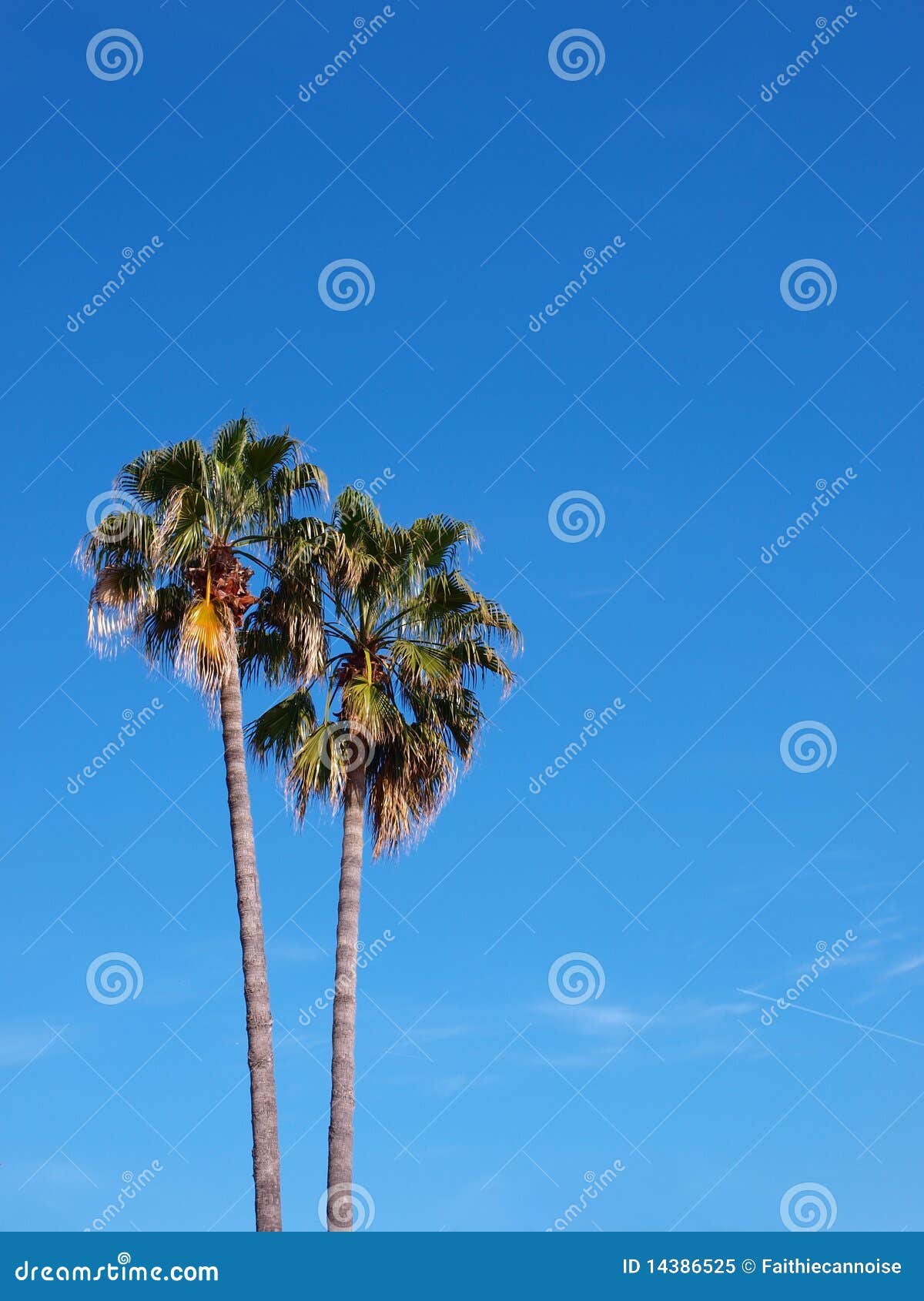 Exotic Scenery - Palms Picture. Image: 14386525