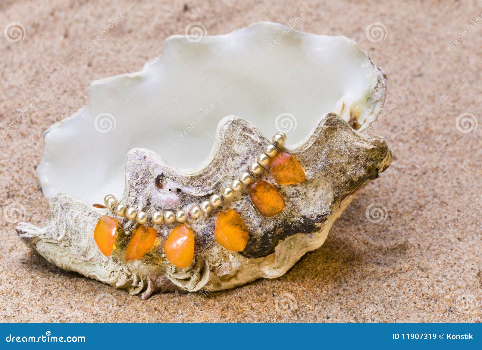 The exotic sea cockleshell stock image. Image of elegant - 11907319