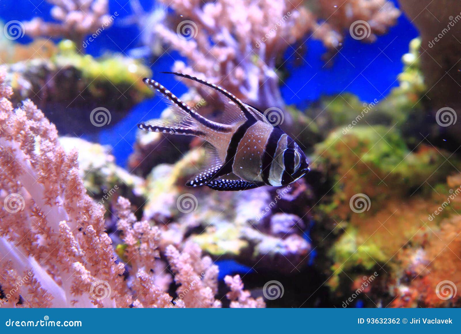 Exotic sea fish stock photo. Image of marine, exotic - 93632362