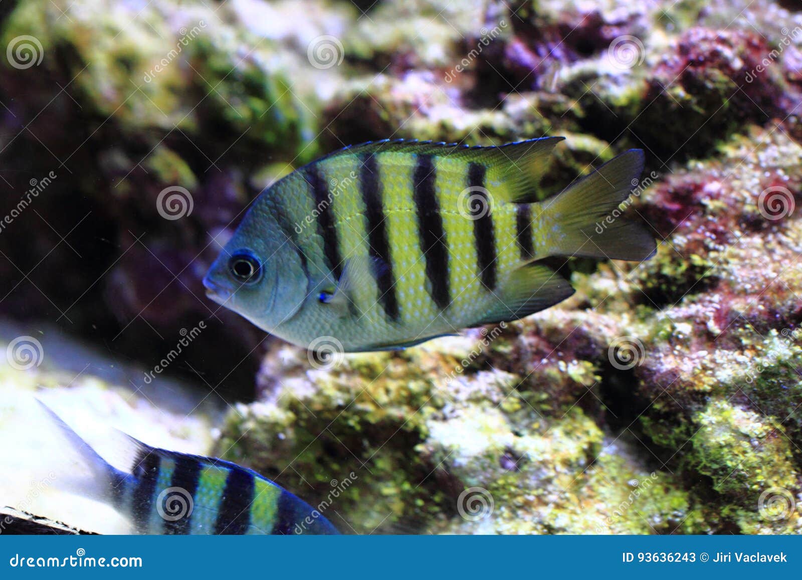 Exotic sea fish stock image. Image of water, barrier - 93636243