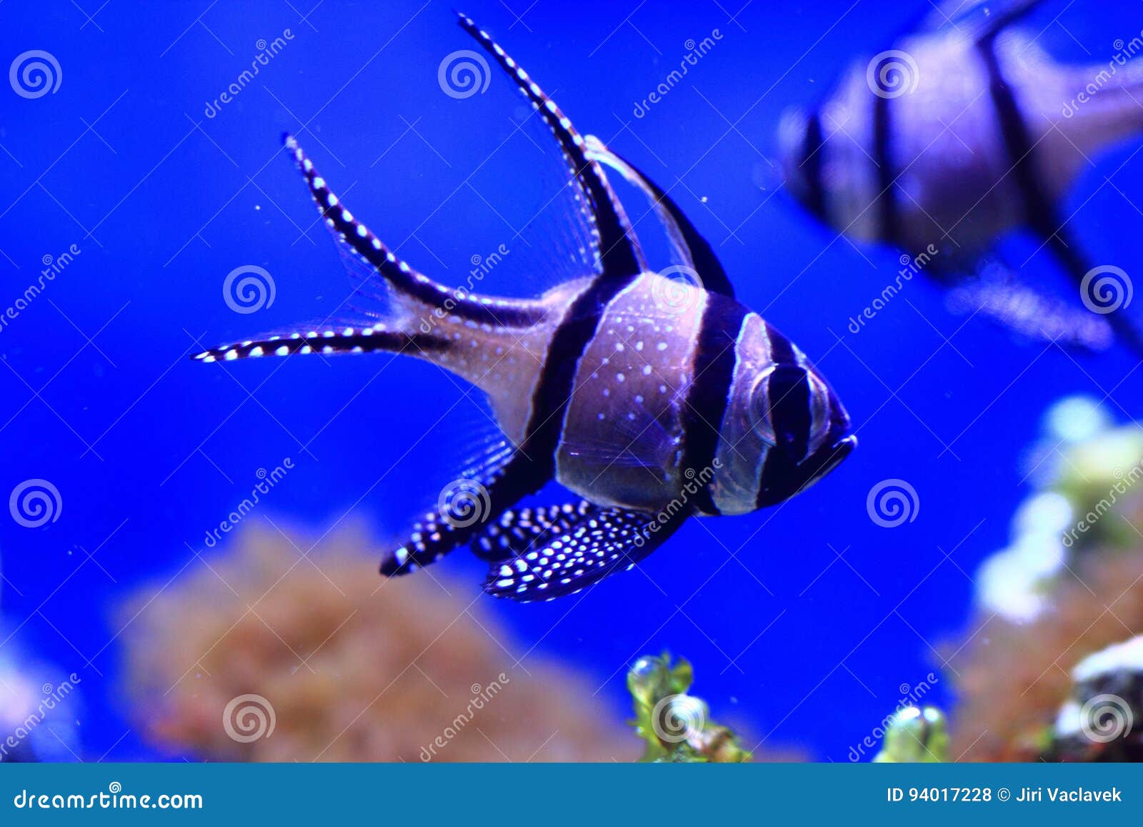 Exotic sea fish stock photo. Image of saltwater, wildlife - 94017228