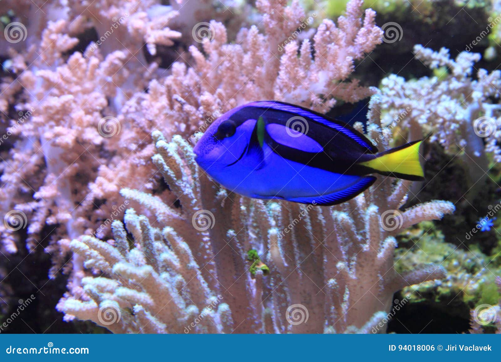 Exotic sea fish stock photo. Image of diving, reef, undersea - 94018006