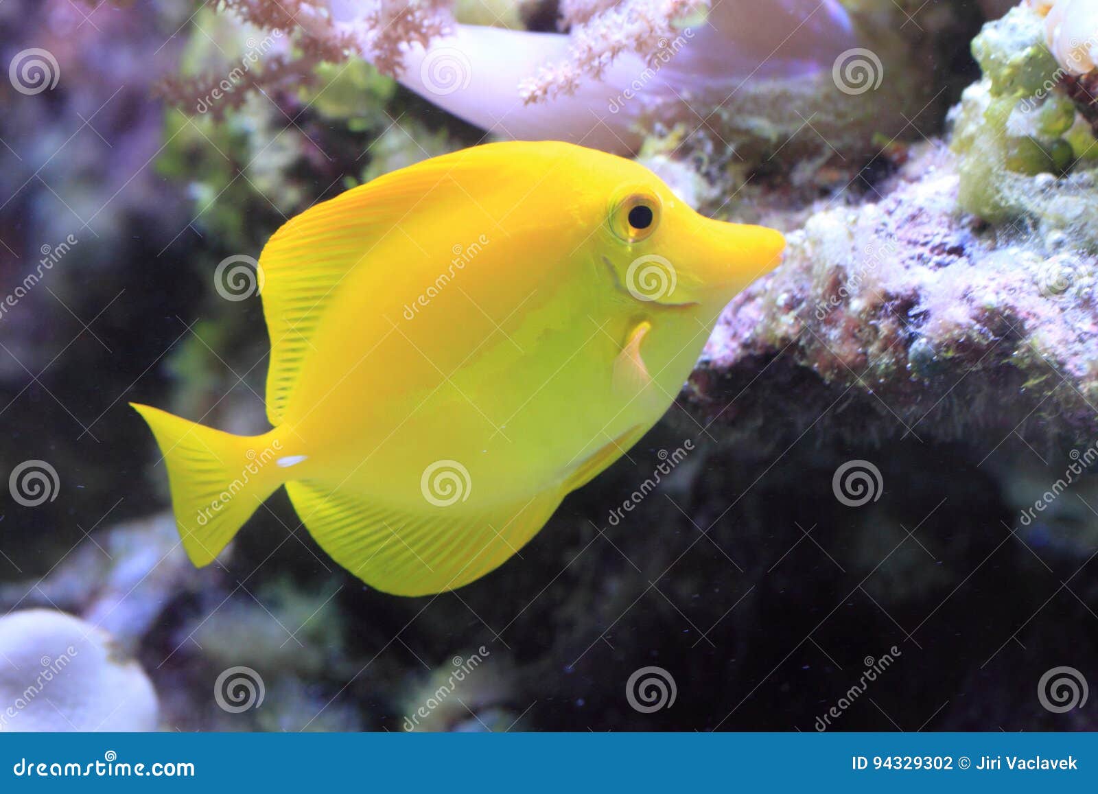 Exotic sea fish stock photo. Image of water, coral, nature - 94329302