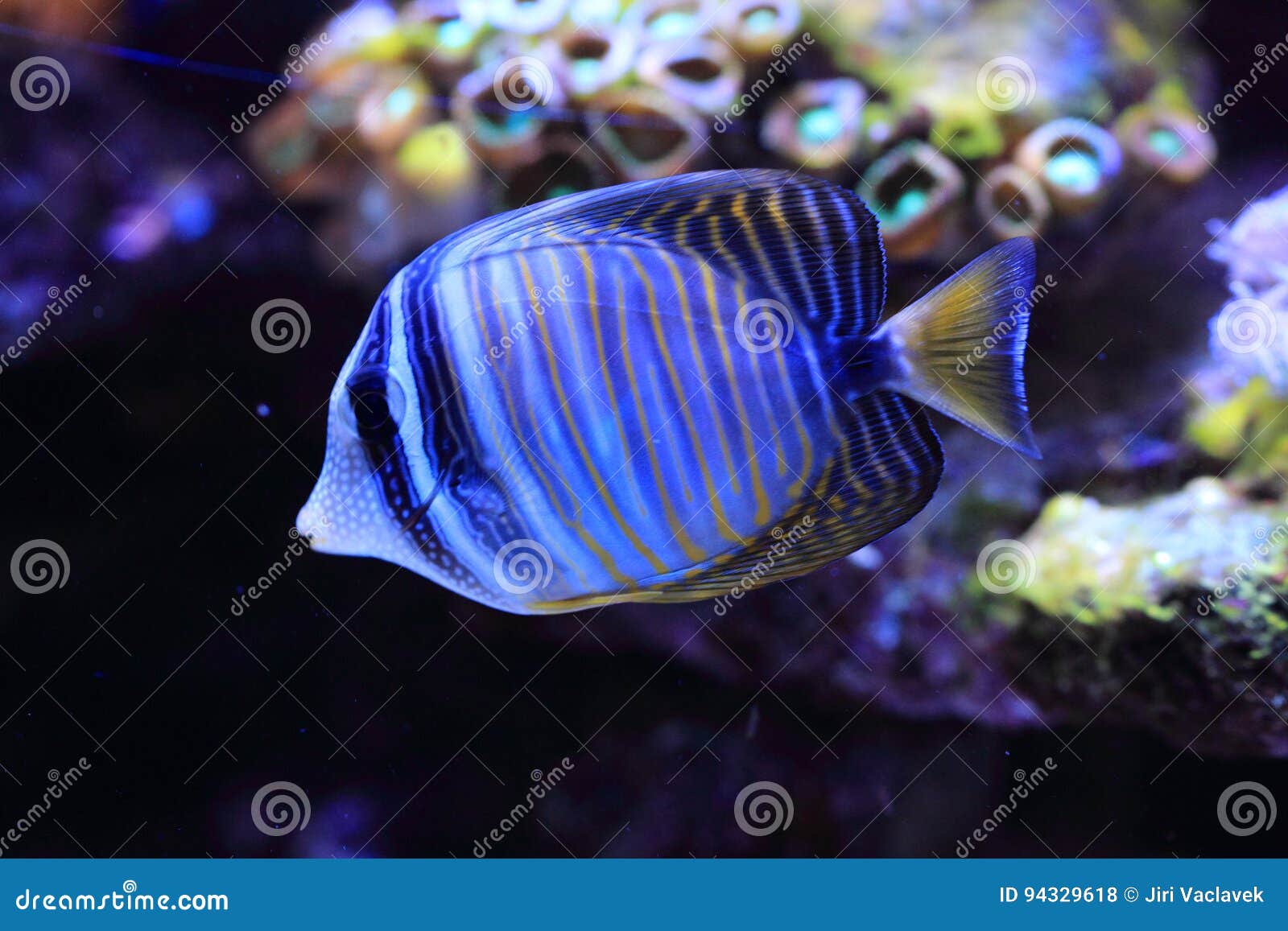 Exotic sea fish stock photo. Image of tropical, animal - 94329618
