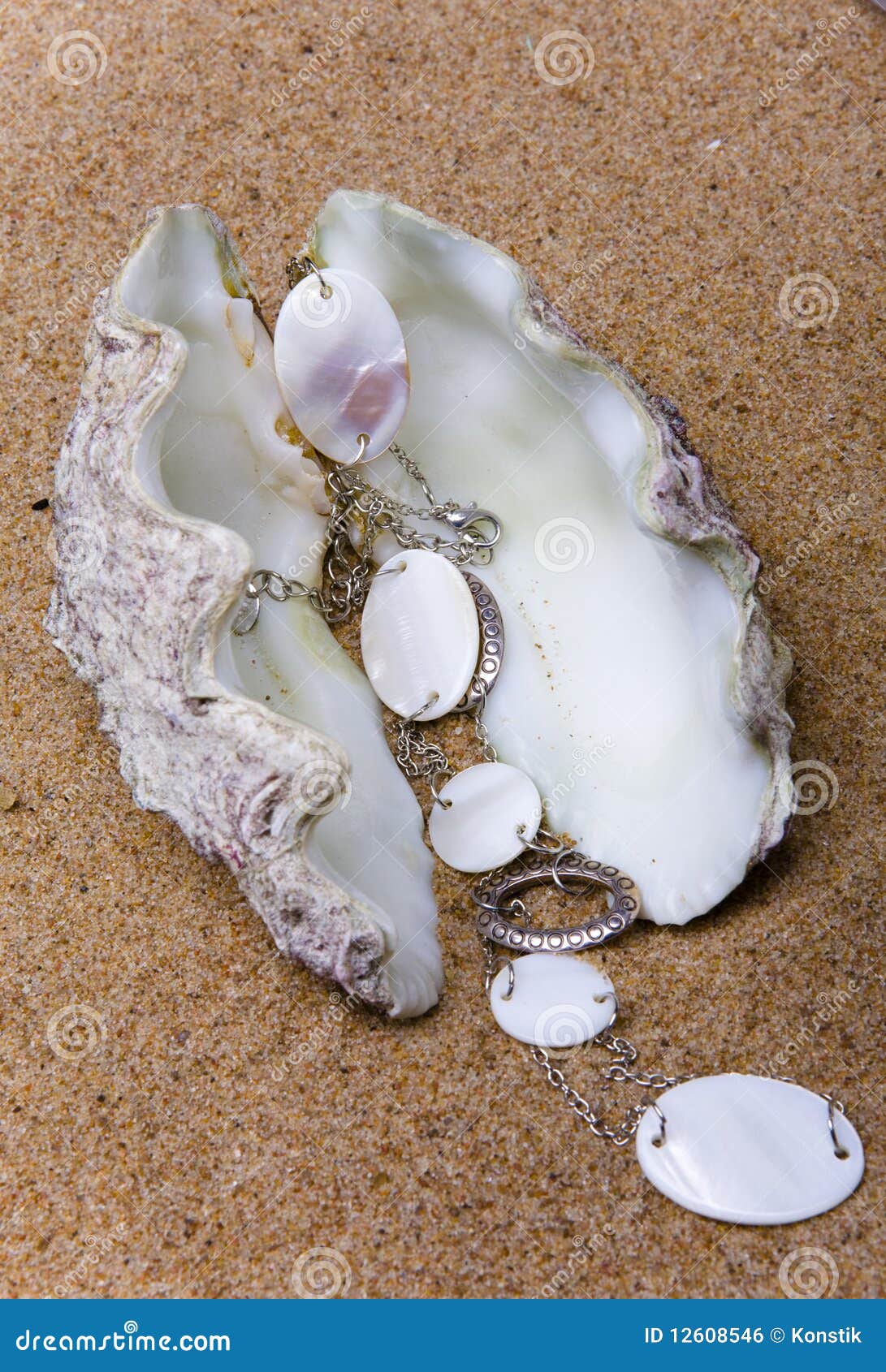 The exotic sea shell stock photo. Image of elegant, life - 12608546
