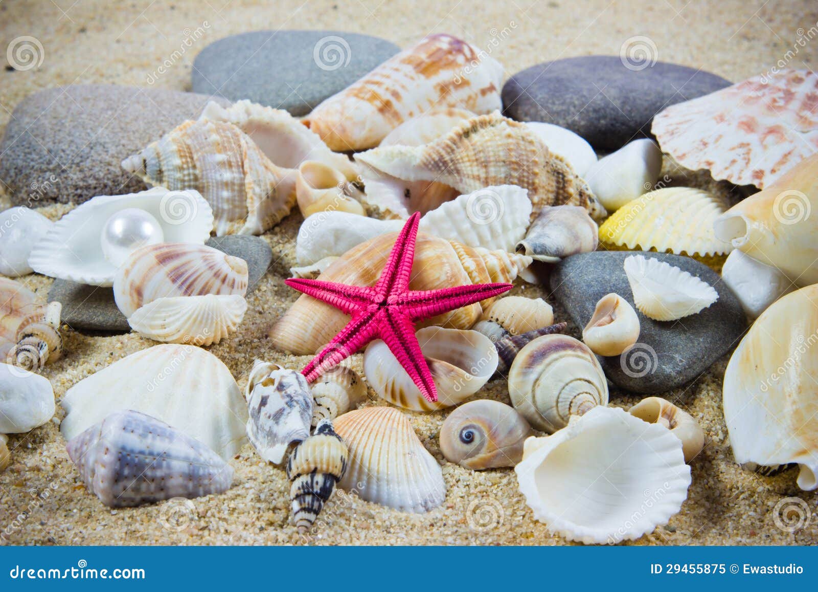 The exotic sea shell . stock image. Image of riviera - 29455875