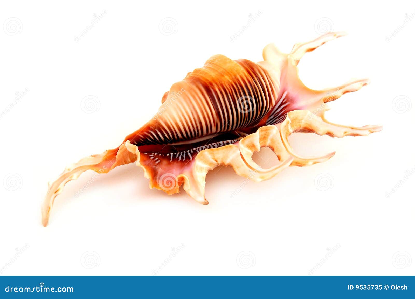Exotic sea shell stock image. Image of beautiful, aquatic - 9535735