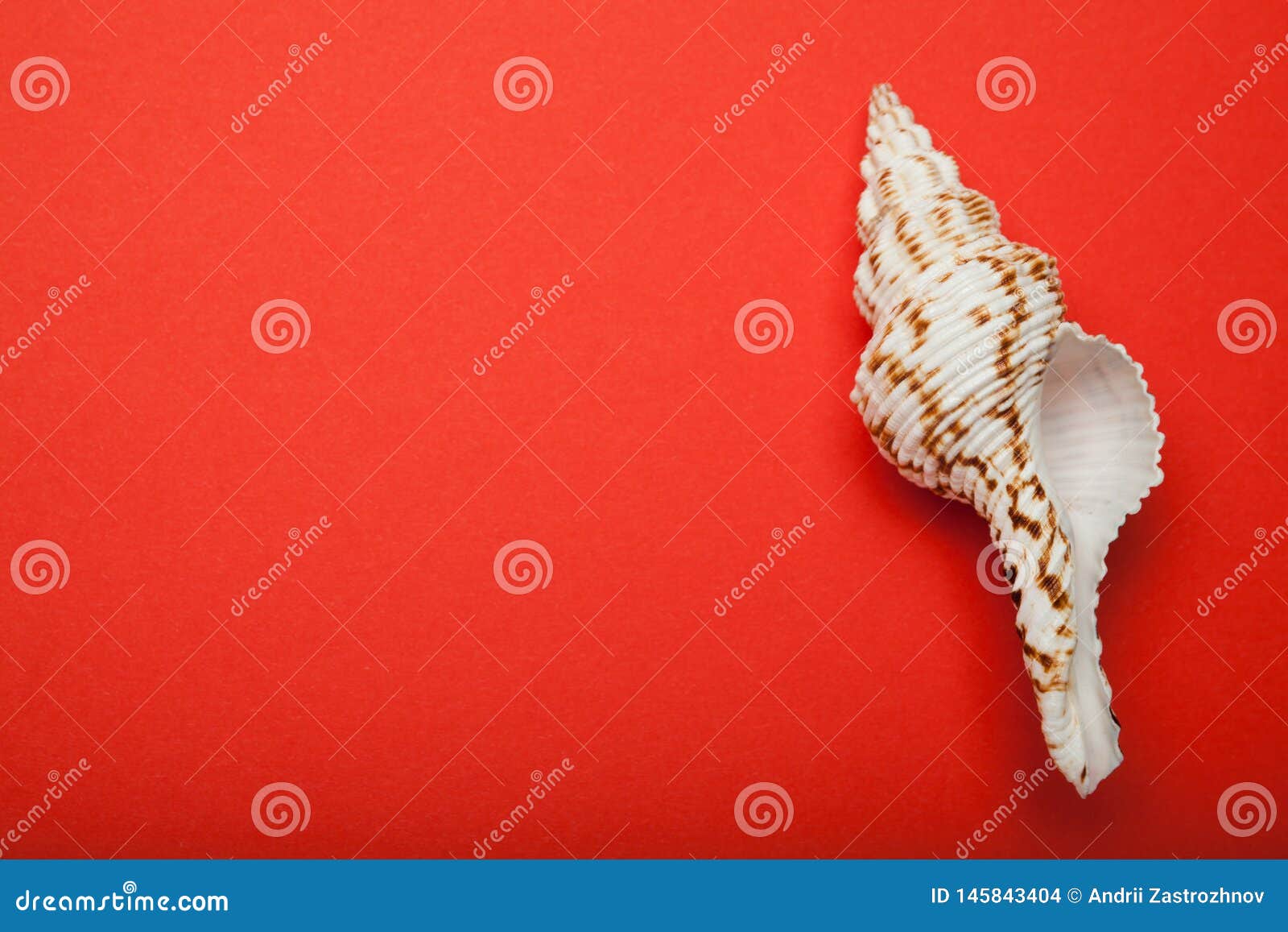 Exotic Sea Shell on a Red Background. Copy Space Stock Photo - Image of ...