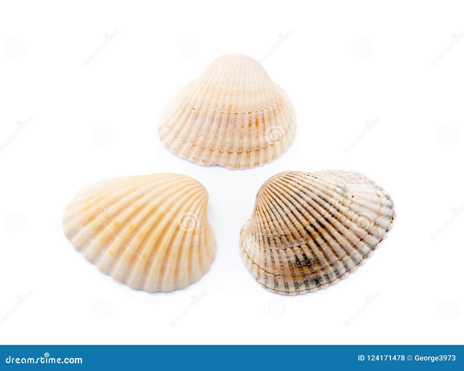 Exotic sea shells stock photo. Image of ocean, life - 124171478