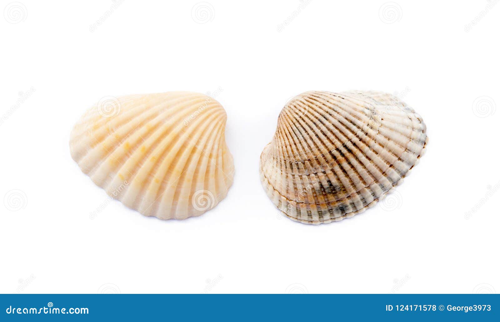 Exotic sea shells stock photo. Image of mollusk, elegant - 124171578