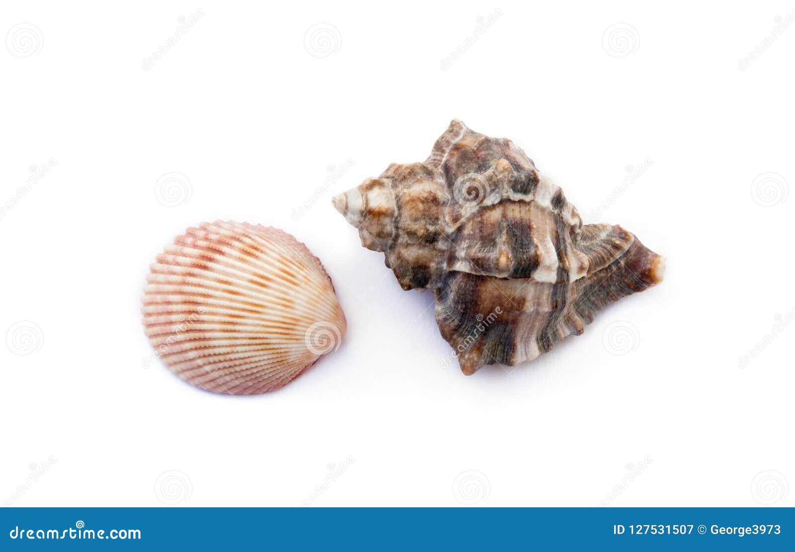 Exotic sea shells stock image. Image of exotic, ocean - 127531507