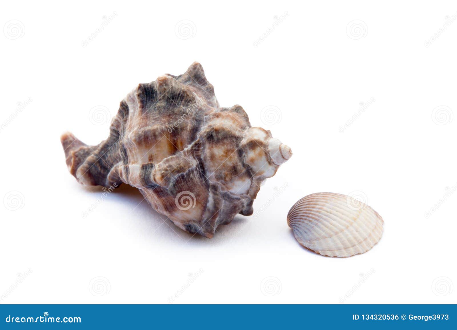 Exotic sea shells stock photo. Image of natural, holiday - 134320536