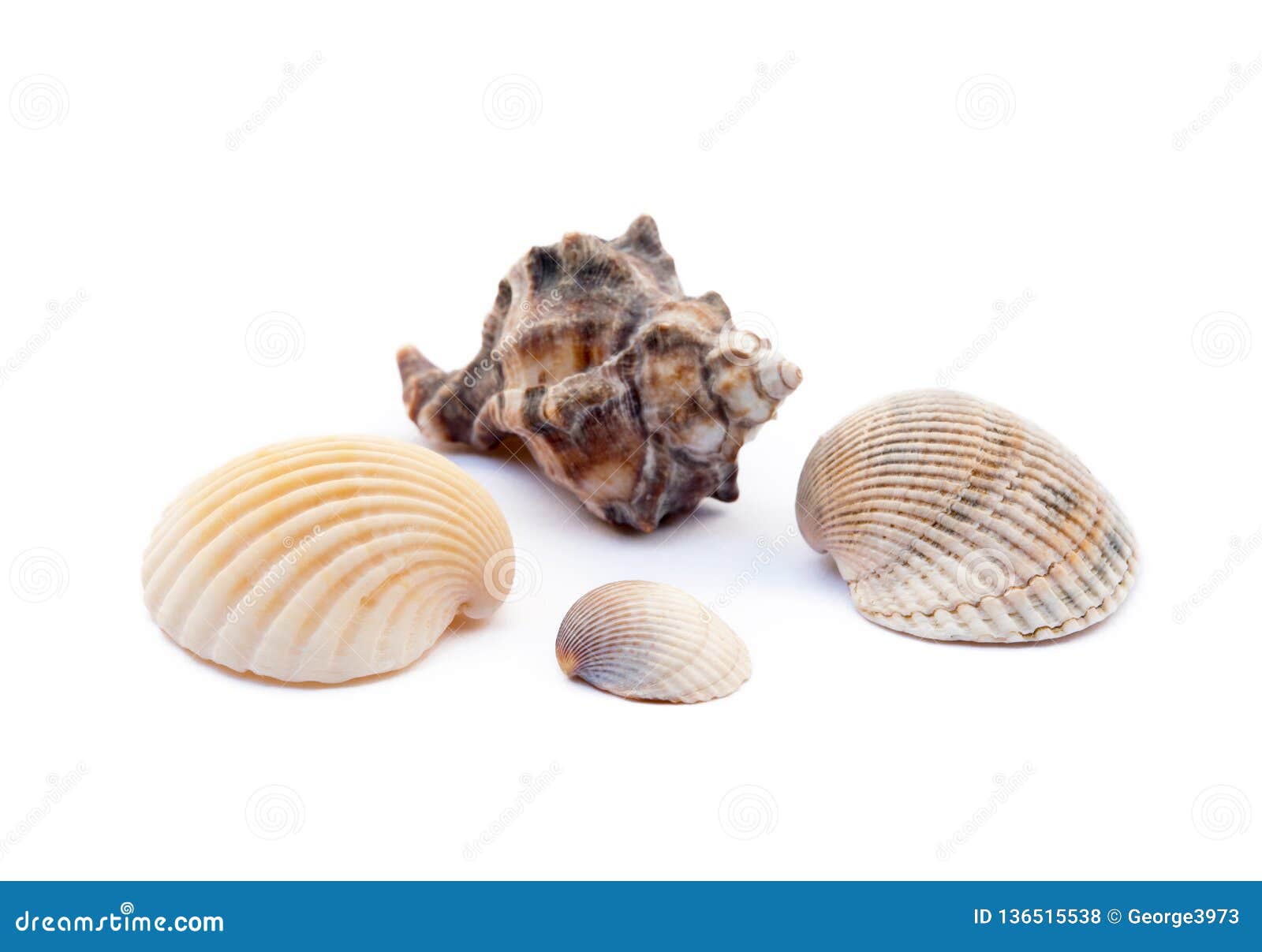 Exotic sea shells stock photo. Image of shells, seashell - 136515538