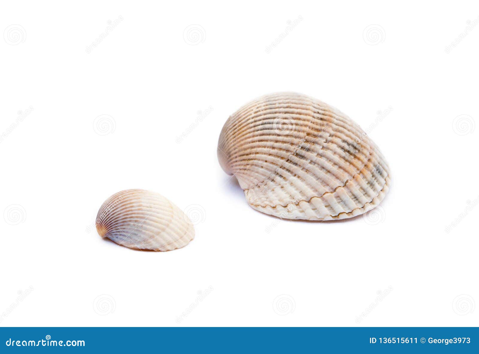 Exotic sea shells stock image. Image of exotic, closeup - 136515611